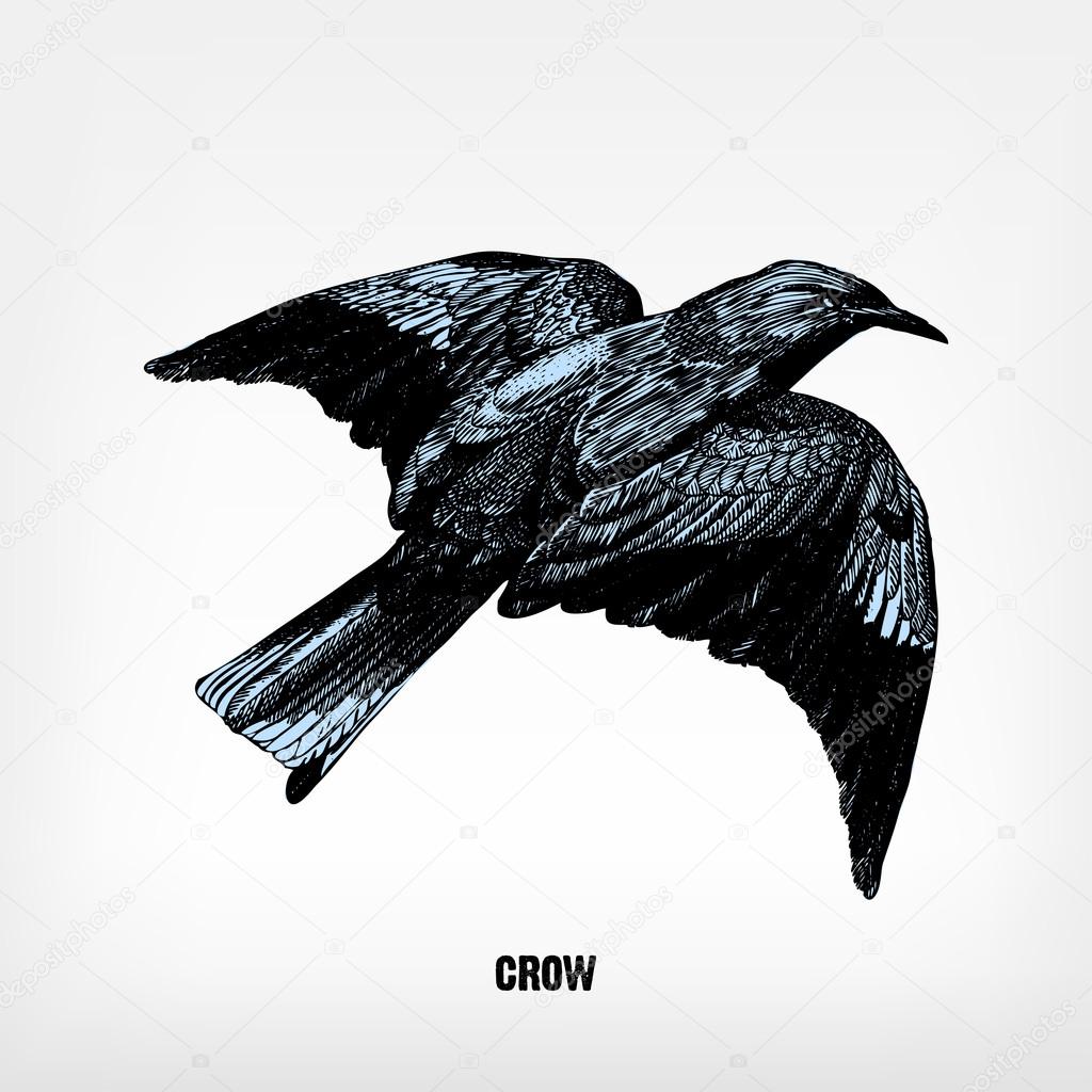 Engraving vintage crow. — Stock Vector #22178627