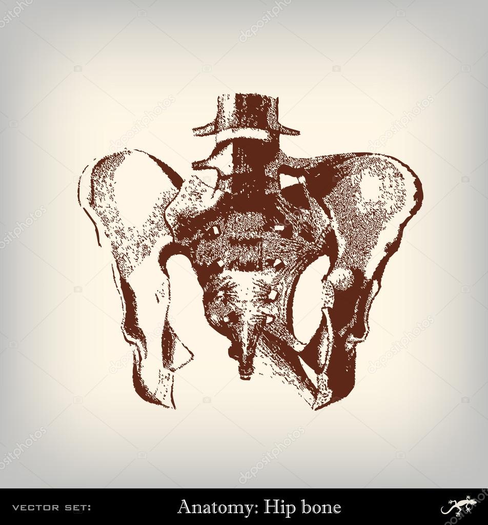 Engraving vintage hip bone. Stock Vector Image by ©pio3 #22179159