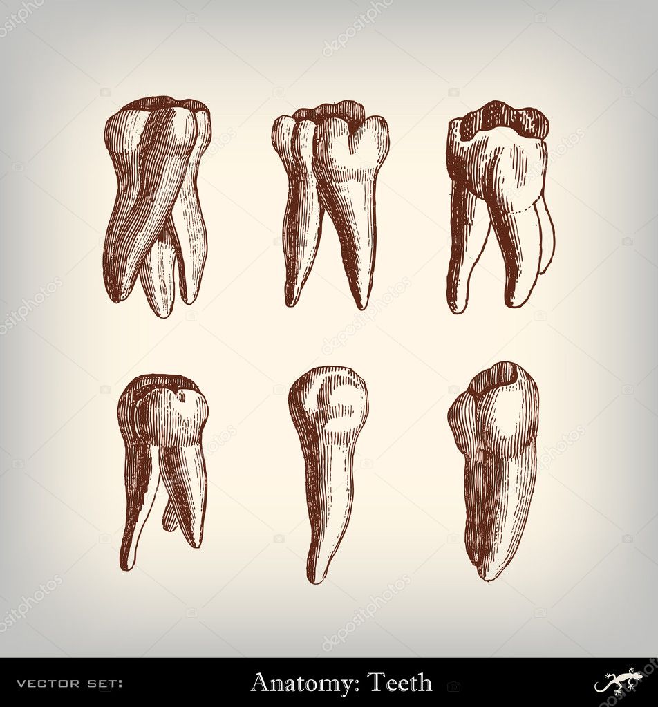 Engraving vintage tooth set. Stock Vector by ©pio3 22179175