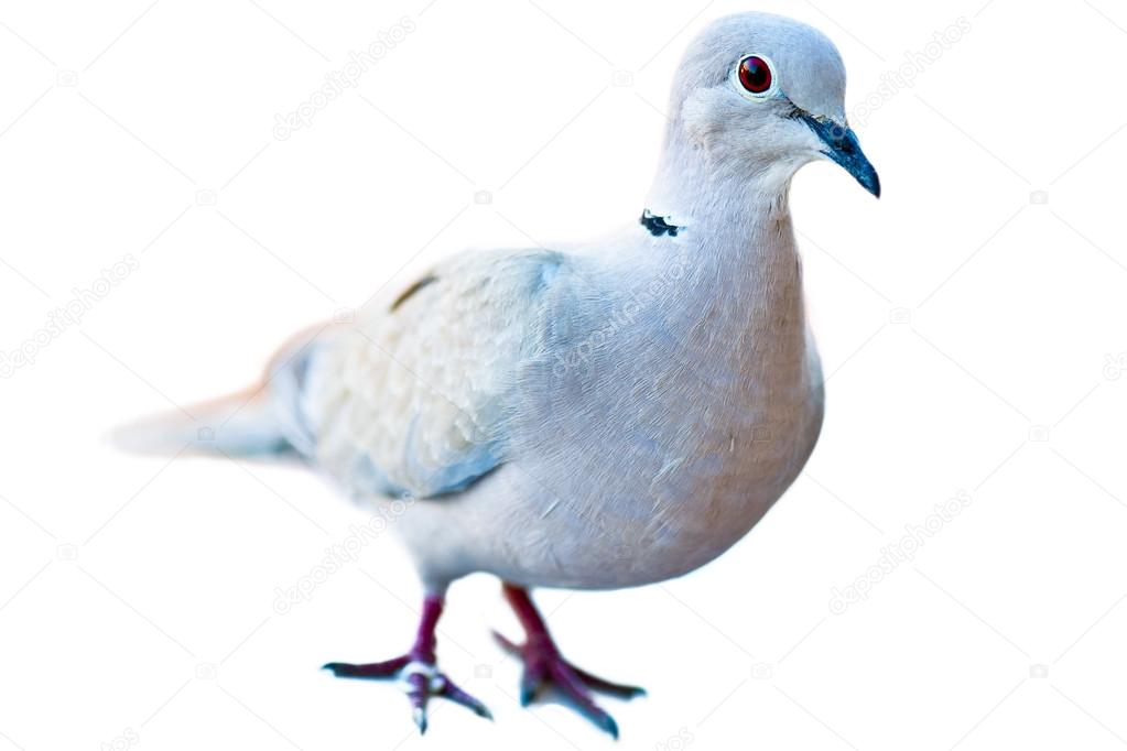 Eurasian Collared Dove - closeup — Stock Photo © frinz #27640159