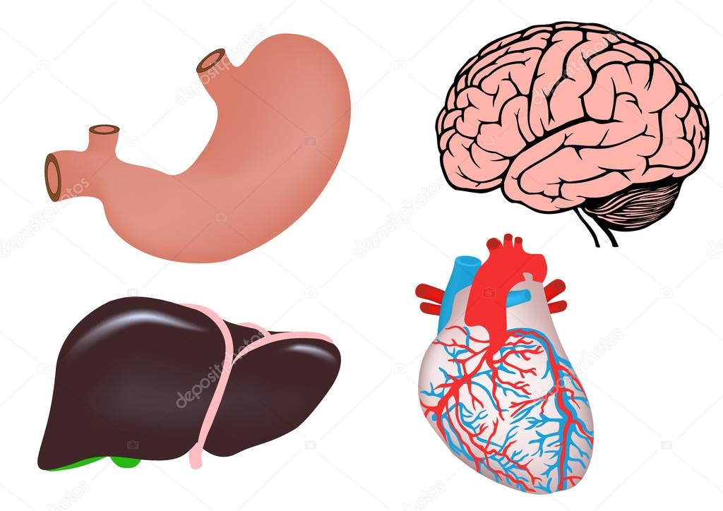 Set of human organs. brain, heart, liver, stomach — Stock Vector ...