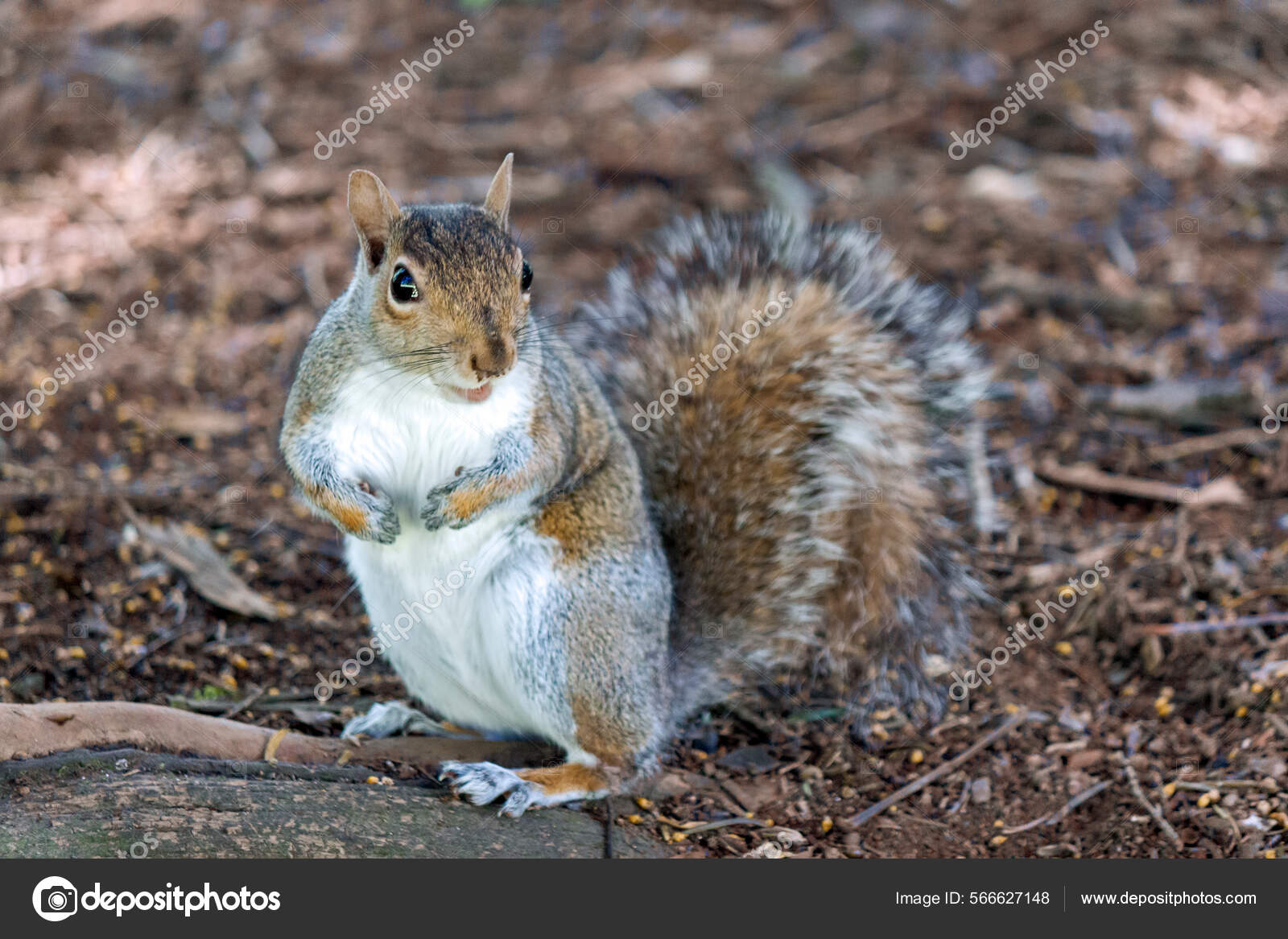 Cute Eastern Gray Squirrel Sciurus Carolinensis Also Known Grey ...