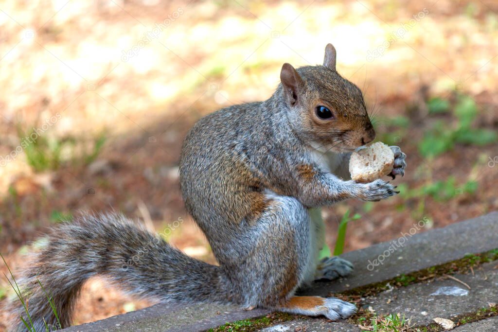 A cute eastern gray squirrel (Sciurus carolinensis), also known as the ...