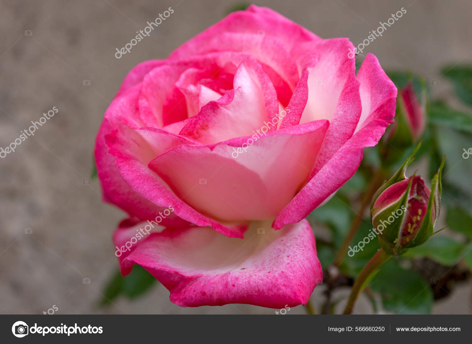 Splendid Specimen Rose Harlekin Bloom Harlekin Rose Aka Korlupo Modern ...