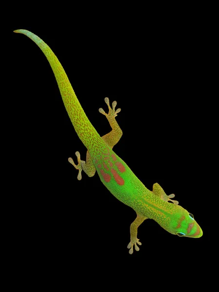 Day gecko Stock Photos, Royalty Free Day gecko Images | Depositphotos