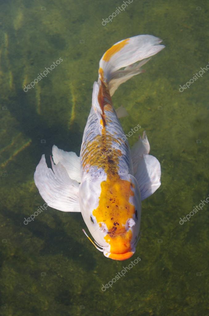 Koi carp — Stock Photo © sablin #14477863