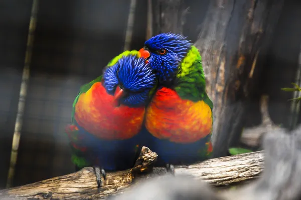 Love birds Stock Photos, Royalty Free Love birds Images | Depositphotos