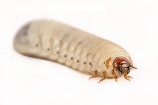 Terrestrial isopods Stock Photos, Royalty Free Terrestrial isopods ...