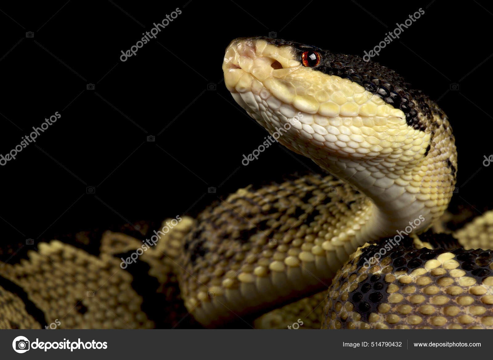Bushmaster Snake Fangs