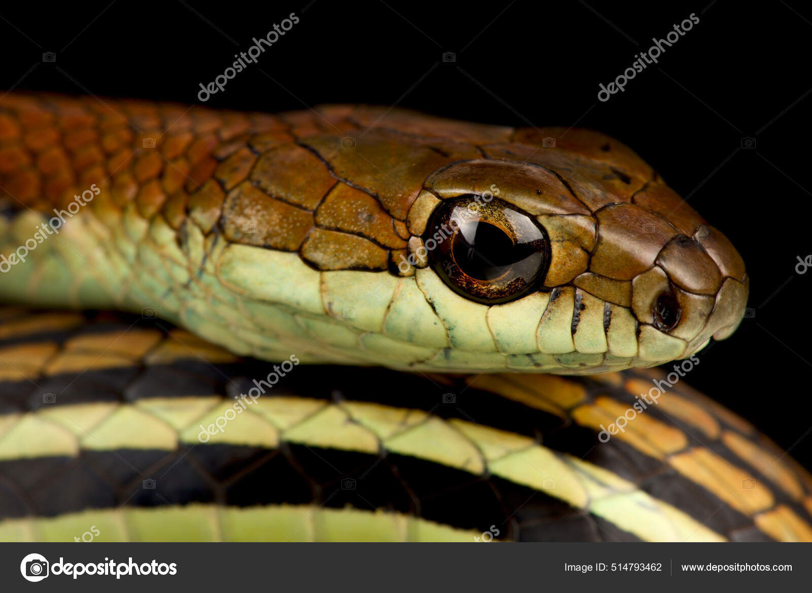 Serpiente Rata Vientre Blanco Ptyas Fusca — Foto de stock #514793462 ...