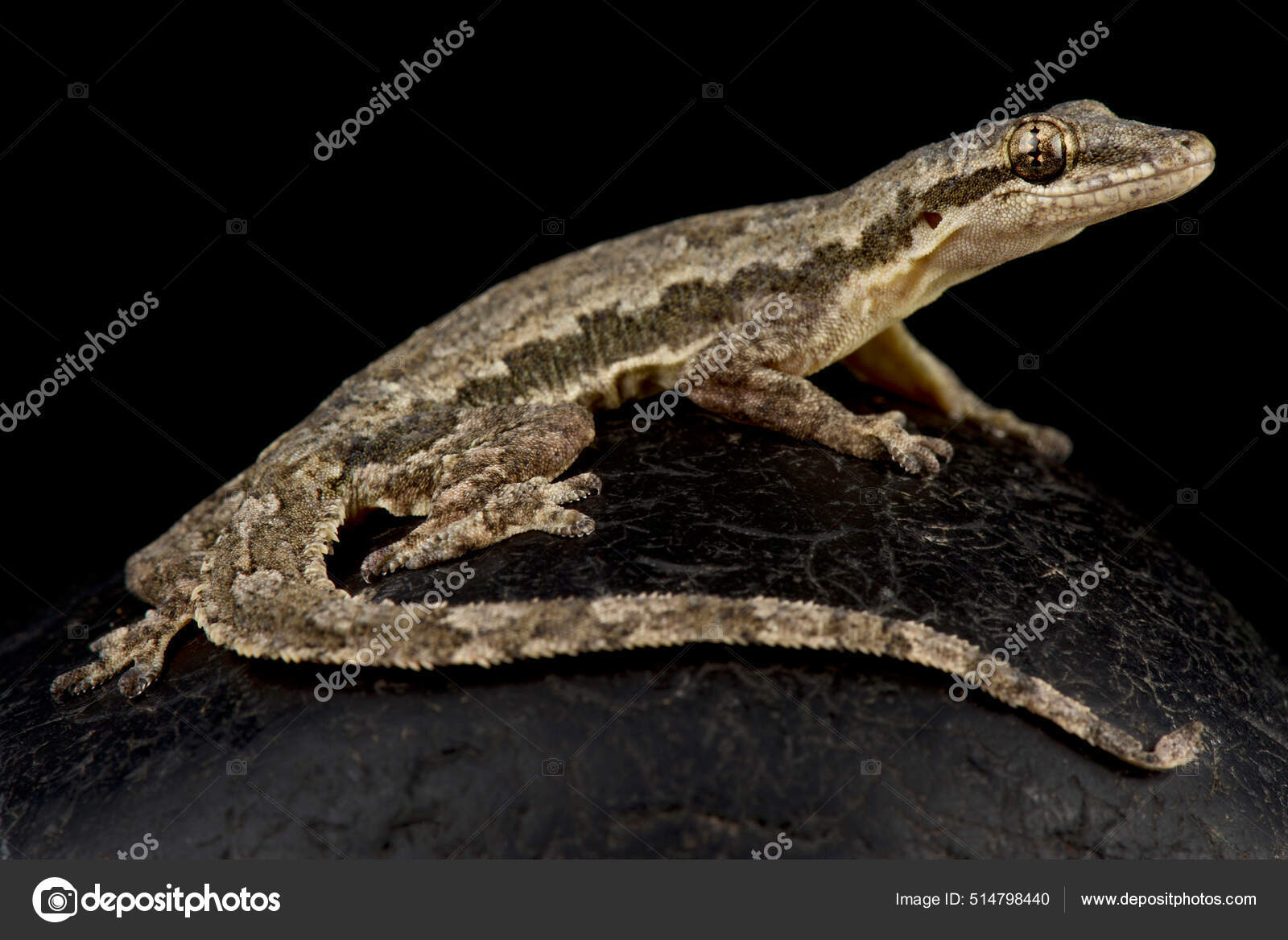 Flat Tailed House Gecko Hemidactylus Platyurus Stock Photo by ...
