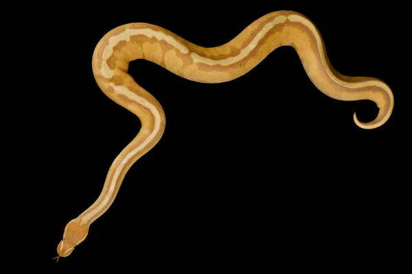 Eastern russell viper Stock Photos, Royalty Free Eastern russell viper ...