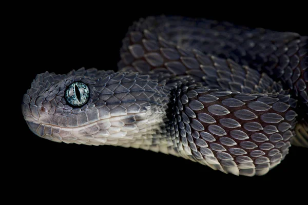 Congo snake Stock Photos, Royalty Free Congo snake Images | Depositphotos