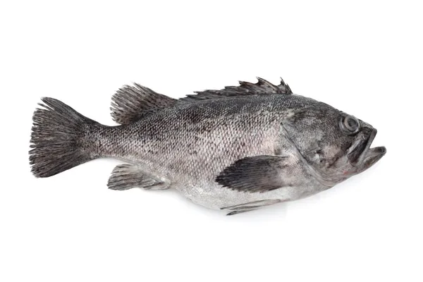 Grouper fish Stock Photos, Royalty Free Grouper fish Images | Depositphotos