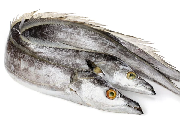 Ribbonfish Stock Photos & Royalty-Free Images | Depositphotos