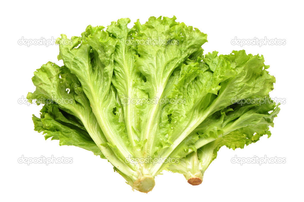 Curly escarole endive leaves Stock Photo by ©jianghongyan 14495399