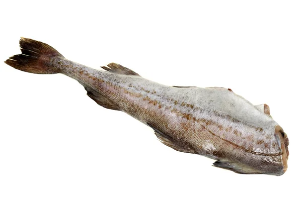 Cod fish Stock Photos, Royalty Free Cod fish Images | Depositphotos