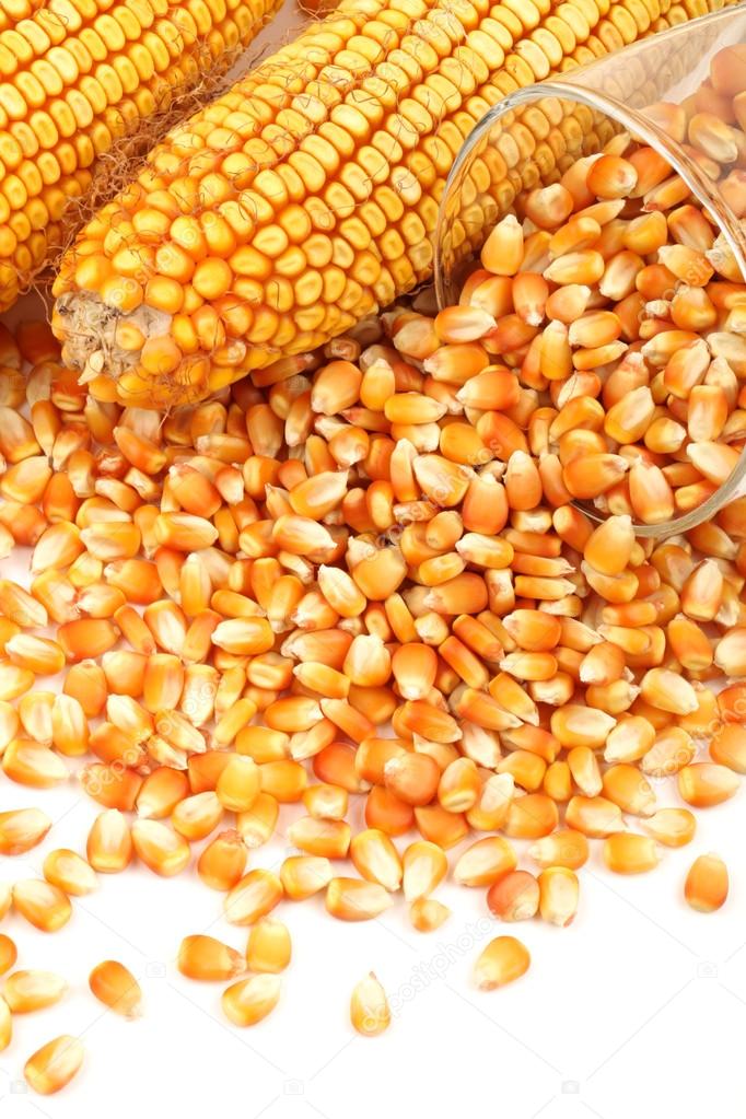 Grain corn — Stock Photo © jianghongyan #17521497