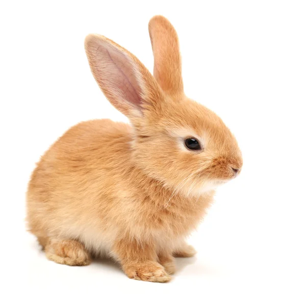 Orange rabbit Stock Photo by ©jianghongyan 29477257