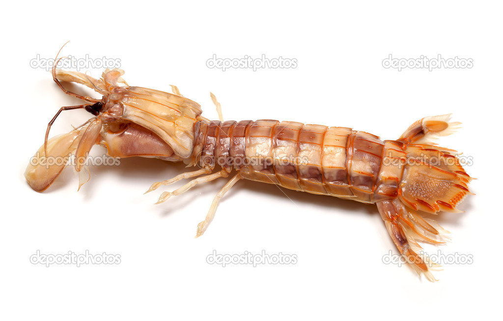 Mantis Shrimp on the white background Stock Photo by ©jianghongyan 28103217