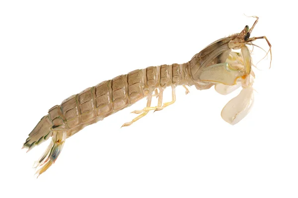 Mantis shrimp in a white background — Stock Photo © lnzyx #24612341