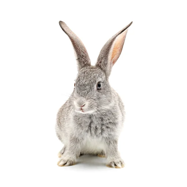 Grey rabbit on a white background Stock Photo by ©jianghongyan 28702157
