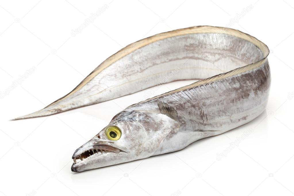 Asian ribbon fish on white background — Stock Photo © jianghongyan ...