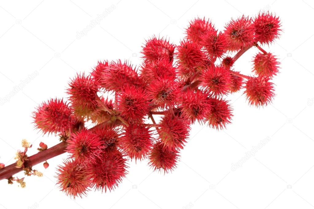 Castor-oil plant flowers on white background Stock Photo by ...