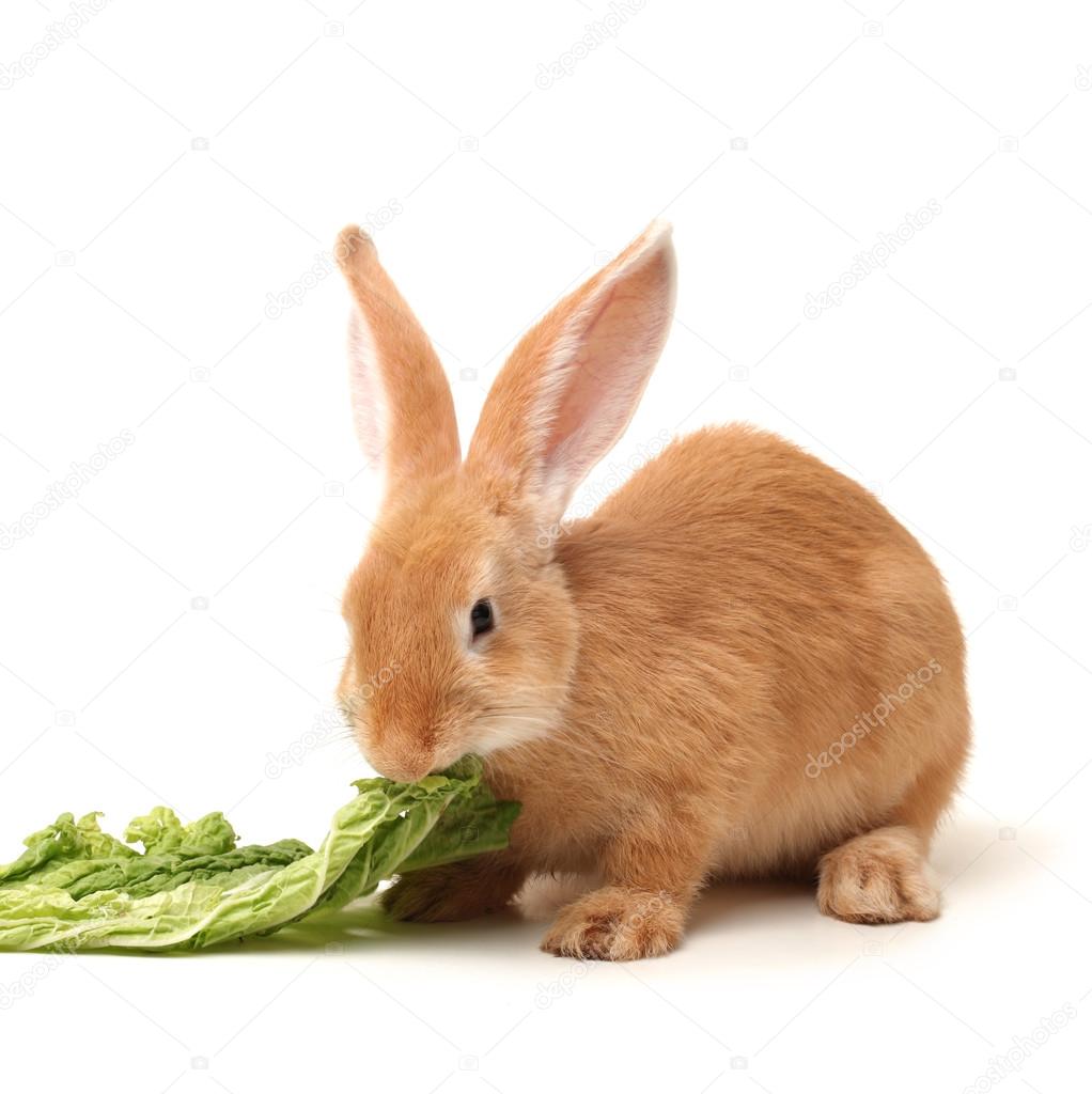 Conejo naranja: fotografía de stock © jianghongyan #29476807 ...