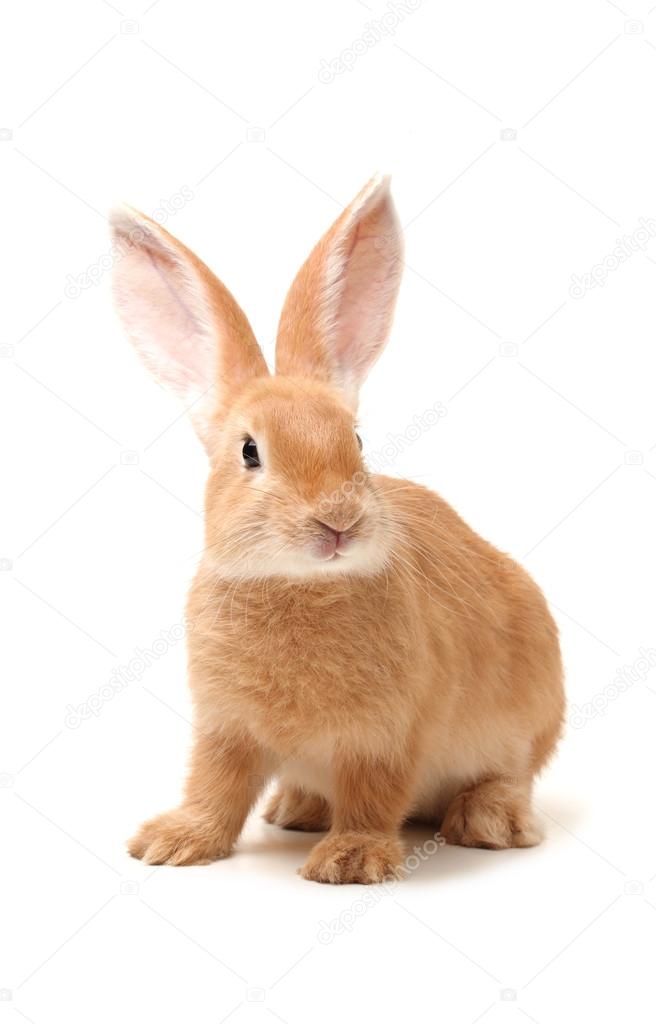 Orange rabbit — Stock Photo © jianghongyan #29477703