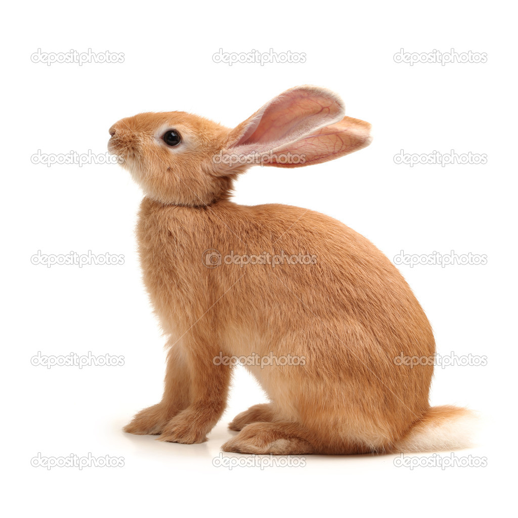 Orange rabbit — Stock Photo © jianghongyan #29478015