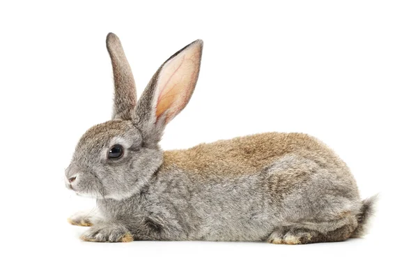 Grey rabbit Stock Photo by ©jianghongyan 54542705