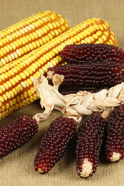 Red corn Stock Photo by ©jianghongyan 30293075