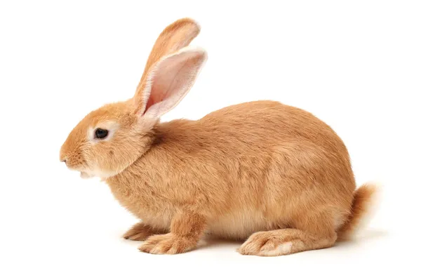Orange rabbit Stock Photo by ©jianghongyan 29477257