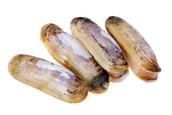 Razor clam Stock Photos, Royalty Free Razor clam Images | Depositphotos