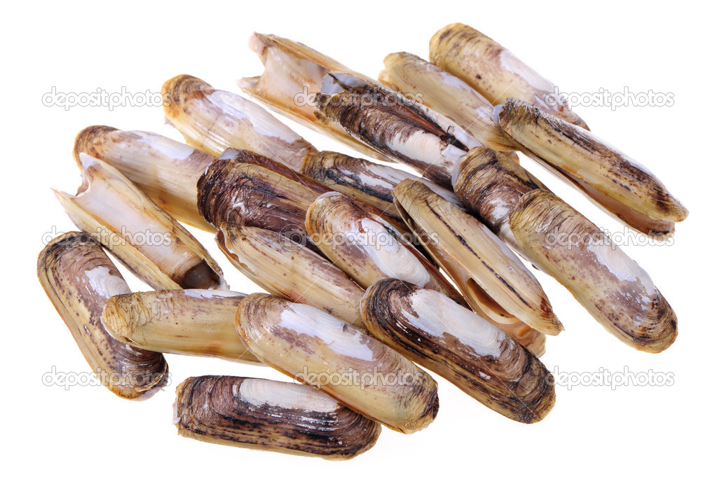 Razor clams Stock Photo by ©jianghongyan 30177487