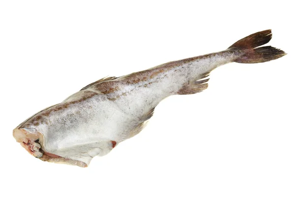 Goberge des poissons images libres de droit, photos de Goberge des ...