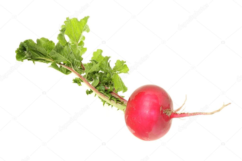 Rabanito — Foto de stock © jianghongyan #30282961