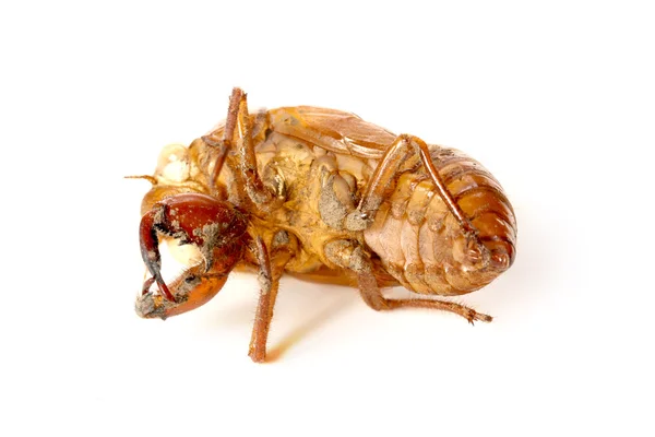 Cicada Shell Stock Photo by ©macropixel 6303859