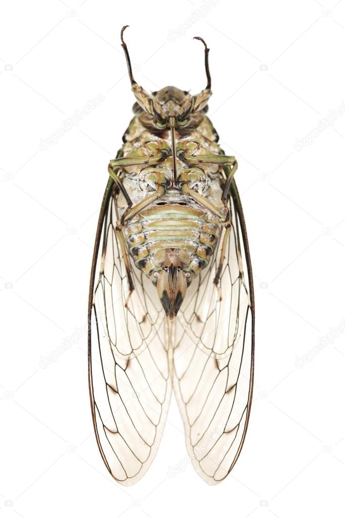 Cicada insect — Stock Photo © jianghongyan #32596401