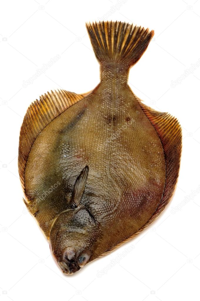 Turbot fish on white background — Stock Photo © jianghongyan #32665125