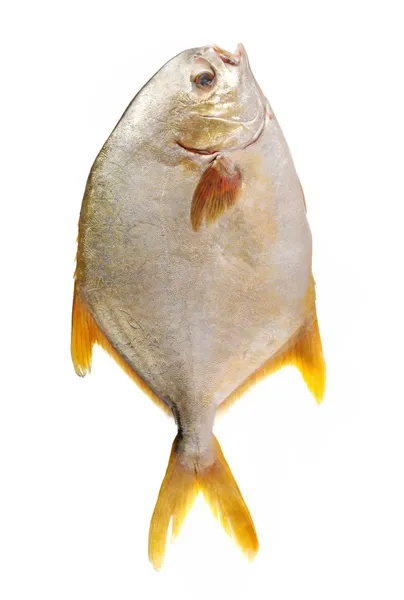 Pomfret Stock Photos, Royalty Free Pomfret Images | Depositphotos®