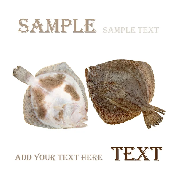 Pez rodaballo fotos de stock, imágenes de Pez rodaballo sin royalties ...