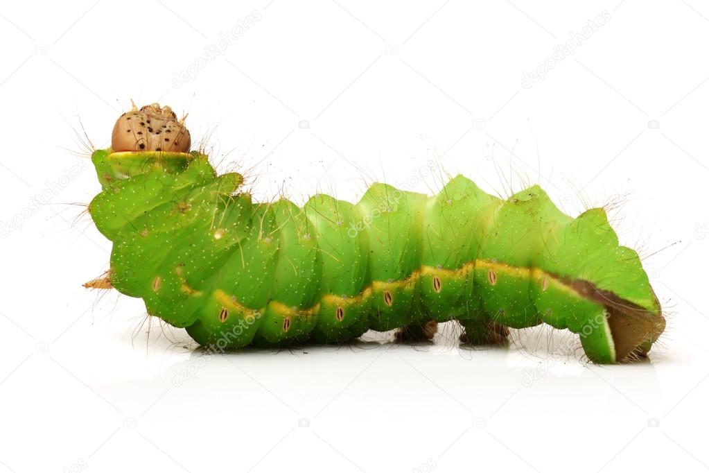 Green Silk Worm