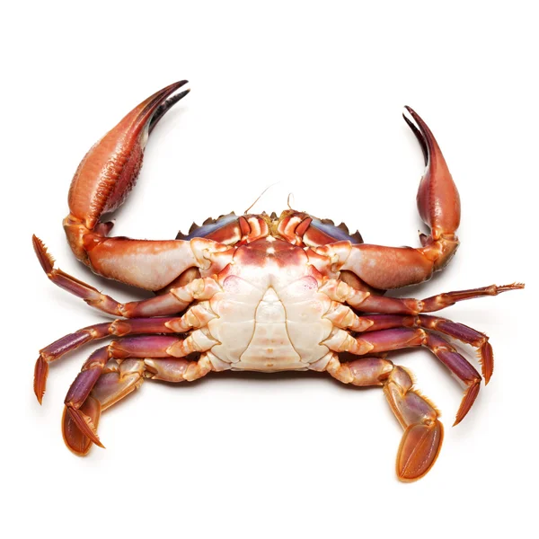 Sea crab Stock Photo by ©jianghongyan 39079147