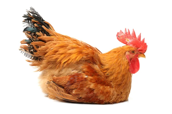 Red rooster Stock Photo by ©jianghongyan 44851249