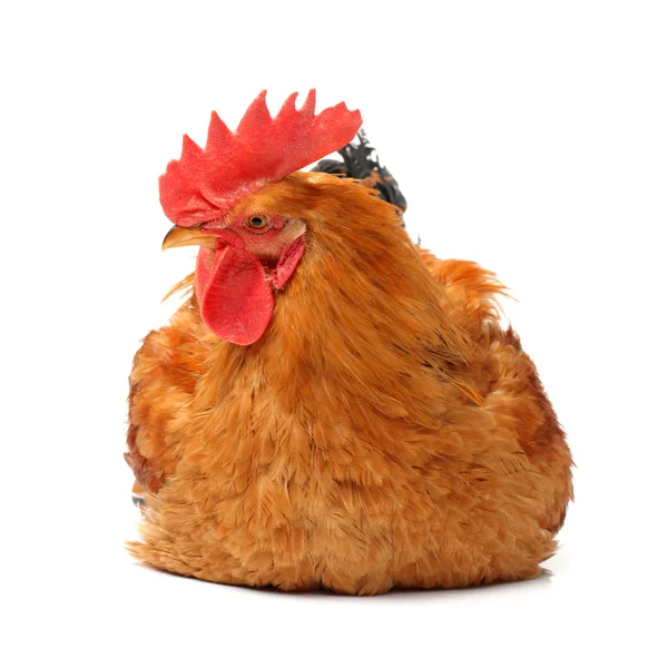 Red rooster Stock Photos, Royalty Free Red rooster Images | Depositphotos