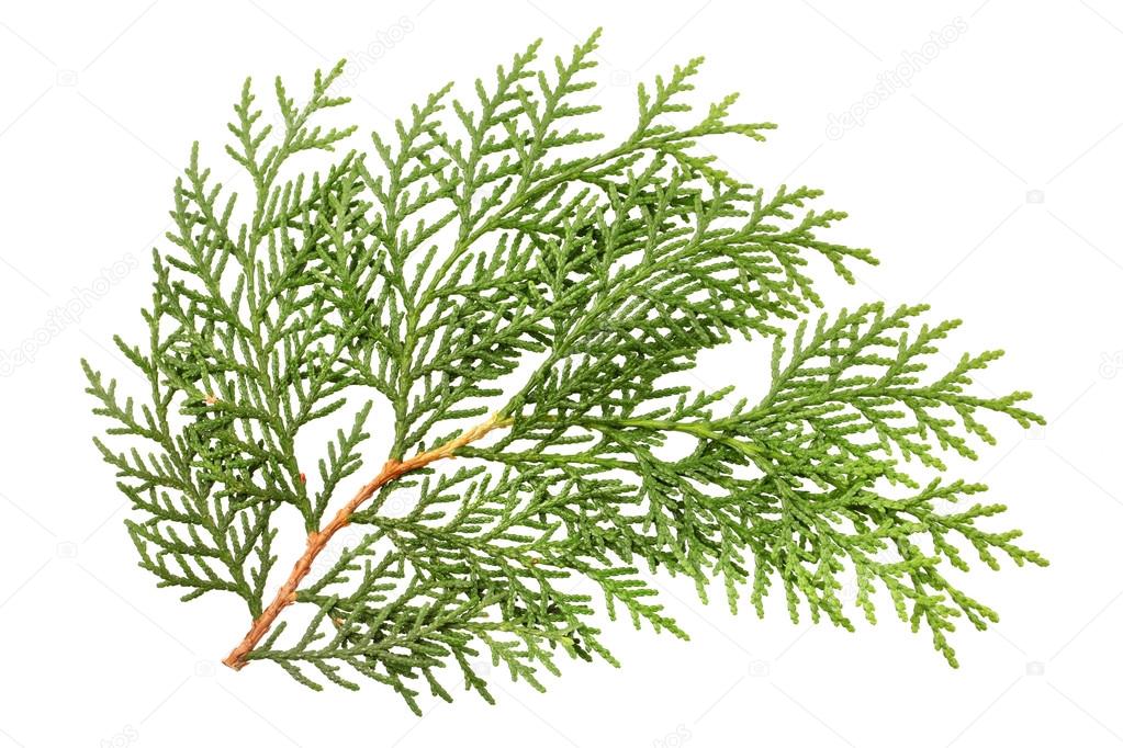Leaves of pine tree — Stock Photo © jianghongyan #42641505