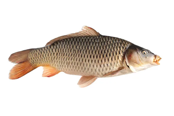 Kapr stock fotografie, royalty free Kapr obrázky | Depositphotos