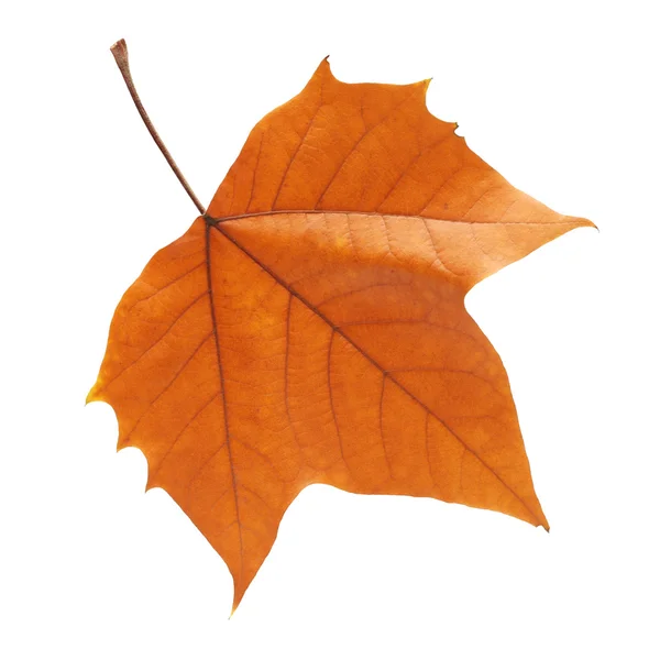 Autumn brown leaf Stock Photos, Royalty Free Autumn brown leaf Images ...